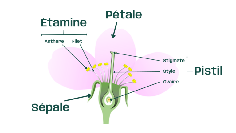 Qu'est-ce que la pollinisation ? * Polliflora